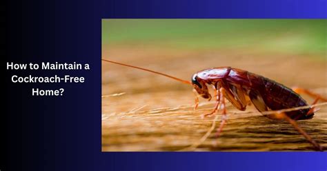 How To Maintain A Cockroach Free Home Tips For Long Term German