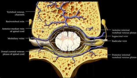 Internal Vertebral Venous Plexus