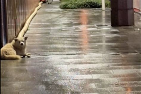 城市里下雨了，几只流浪狗坐在路口默默淋着雨，它们只是想活下去宠界新闻