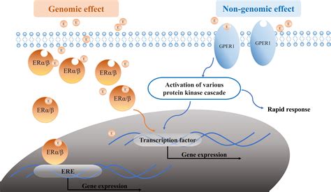Soy Protein And Estrogen Receptor At Zac Wilmot Blog