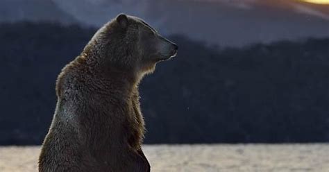 Yeah Am Bear But Some Days Why Am Bear Is There More Than Bear