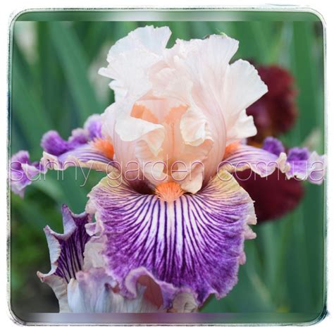 Сорт Get Rhythm фото описание сорта купить в Украине Sunny Garden