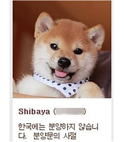 한국엔 시바견 분양 안 해 화난 일본 블로거