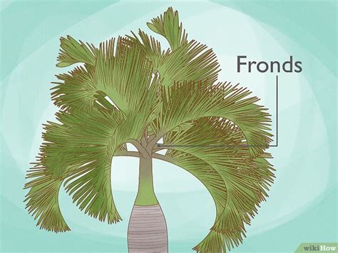 How To Identify Palm Trees Key Characteristic Varieties