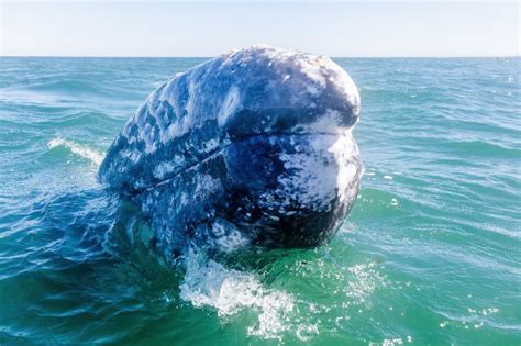 The Behavior Of The Gray Whale Behavior Close To Human Being