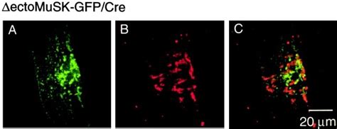 Achr Clusters Are Induced By Transgenic Musk Lacking The Ectodomain Download Scientific