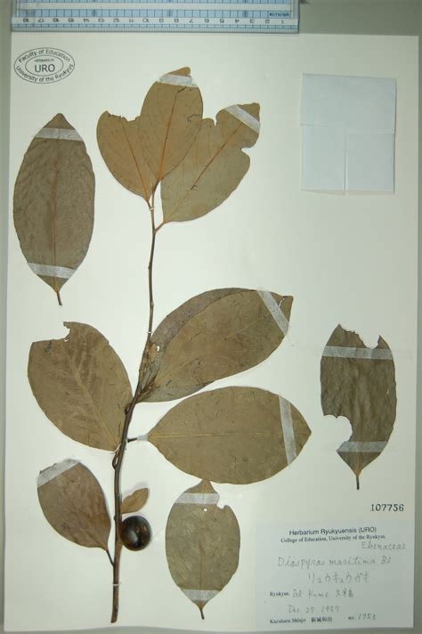 URO107756 琉球の植物ラボ