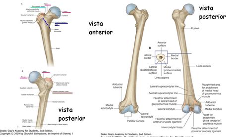 Anatomía Unam FÉmur