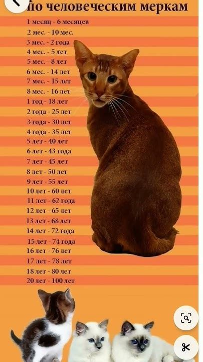 Сколько лет кошке или собаке по человеческим мекам Youtube