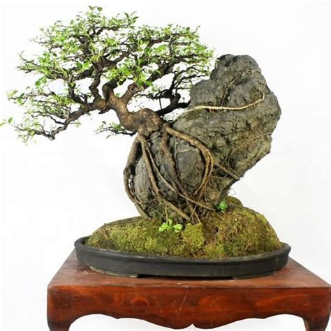 1247 Likes 10 Comments بن سای هنر کاشت درختان در سینی Bonsaimgh