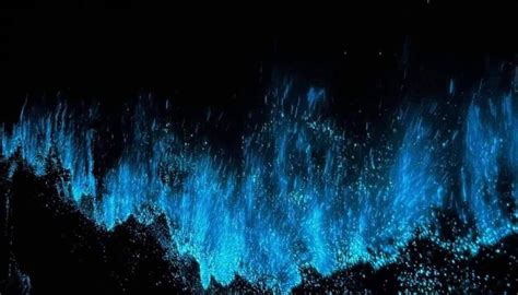 Bioluminescence The Glow In The Dark Phenomenon Ocean Info