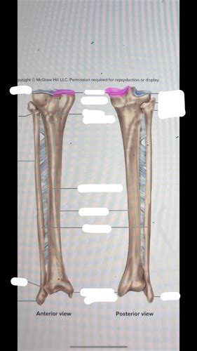 Parts Of The Tibia Flashcards Quizlet