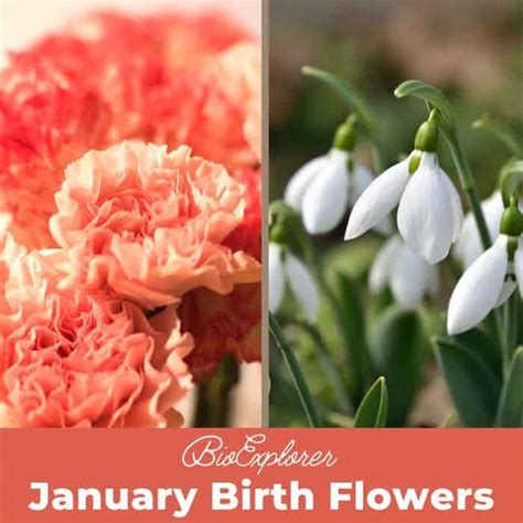 January Month Flower