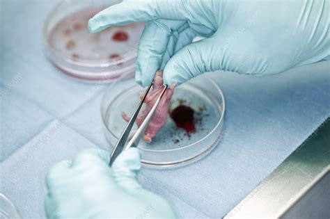 Mice Dissection Procedure At Henry Hamill Blog