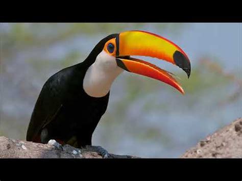 Toco Toucan Sound Call Youtube