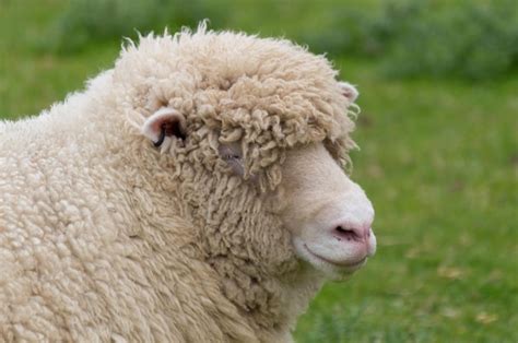 Premium Photo Wooly Sheep