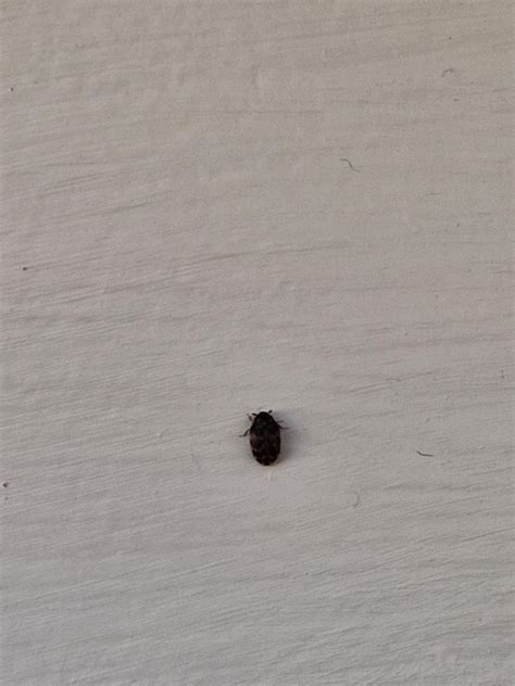 Strange Bug Rcasualuk