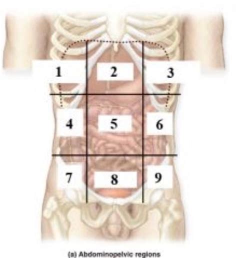 9 Regions Of The Abdominal Pelvic Mt Diagram Quizlet