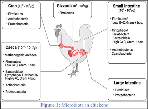 Improved Fertility In Poultry Poultry Production