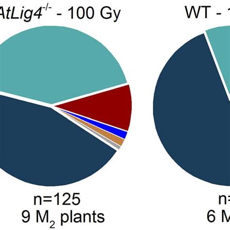 Mutation Types Induced By Gamma Rays The Numbers Below The Pie Charts Download Scientific