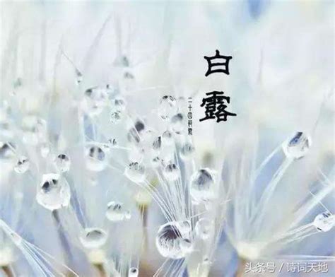 涼風至白露降寒蟬鳴 每日頭條
