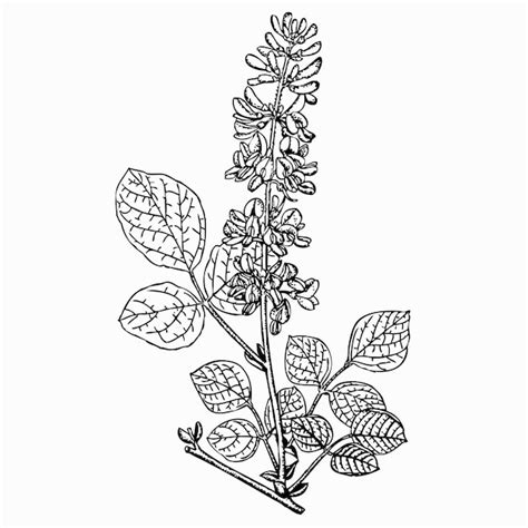 Premium Vector Plant Desmodium Spicatum