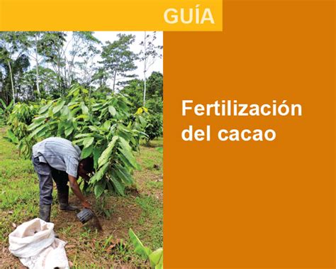 Cocoa Fertilization Biodiversidad En Paisajes Productivos