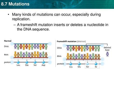 PPT Mutations Impact On DNA Phenotype PowerPoint Presentation ID 9321711