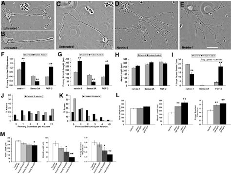 Axon Shaft Semantic Scholar