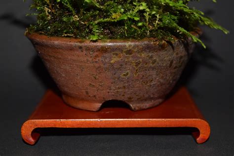 草物盆栽カタヒバ丹山窯と 那須のタラちゃんブログ