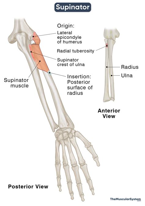 Supinator Action Origin Insertion And Innervation