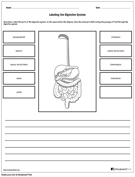 Digestive System Labeling Worksheet Digestive System Activities