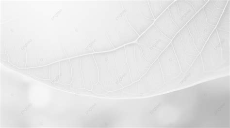 질감 있는 녹색 잎의 태양 키스 배경 숲의 질감 바나나 잎 매크로 Png 일러스트 및 이미지 에 대한 무료 다운로드