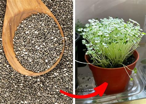 How To Grow Chia Seeds