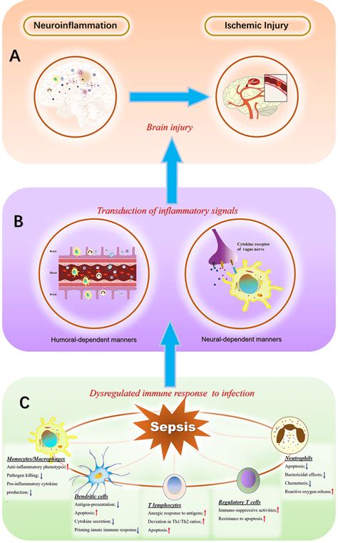 Sepsis And Septic Shock Pathogenesis And Clinical