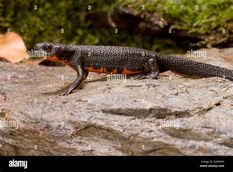 Japanese Firebelly Newt Japanese Fire Bellied Newt Cynops Pyrrhogaster On A Stone Stock