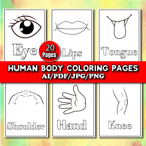 Body Parts Coloring Sheets Printable Human Body Coloring Book For