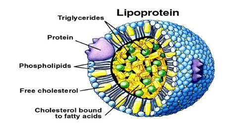 Dpt Biochemistry And Genetics Ii Metabolism Of Lipids Metabolism