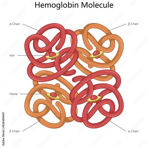 Hemoglobin Molecule Highlighting The Alpha And Beta Chains Iron Atoms And Heme Groups In The