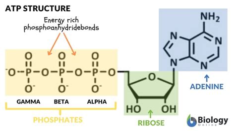 Energy Coupling Definition And Examples Biology Online Dictionary
