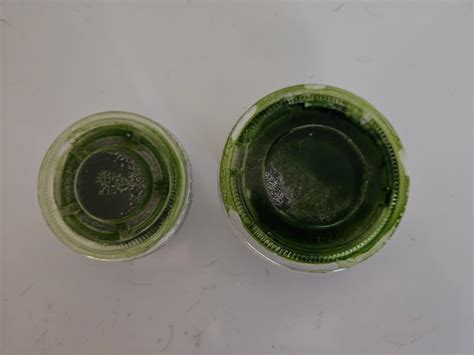 Wheatgrass Cubes 24 Frozen Cubes The Naples Micro Farm