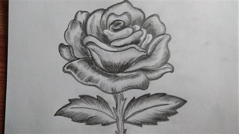 Rose Drawing With Shading At Corene Parisi Blog
