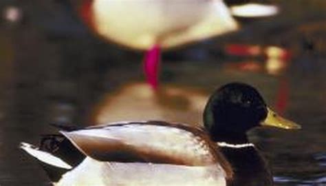 How To Build Floating Duck Feeders Ehow Uk How To Build Floating Duck Feeders Ehow Uk