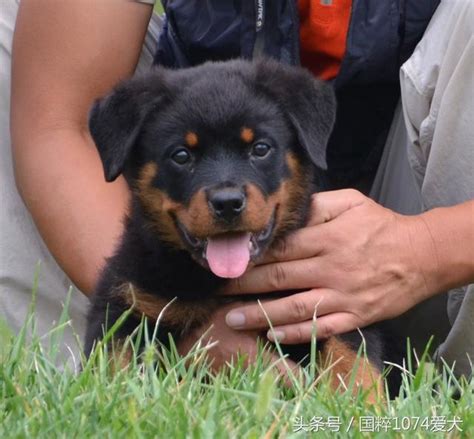 70天的萌萌噠羅威納幼犬 每日頭條