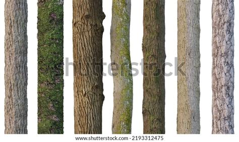 Tree Trunks Isolated On White Background Stock Illustration Shutterstock