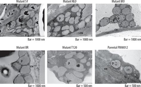 Electron Microscope Proton
