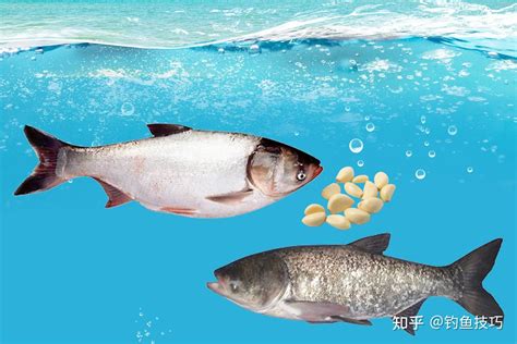 腥饵、素饵和荤饵有什么区别？很多钓鱼人都理解错了 知乎