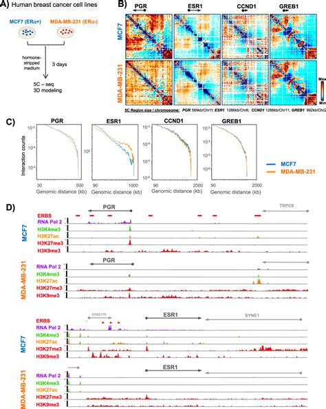 Figure 1 From Enhancer Driven 3d Chromatin Domain Folding Modulates