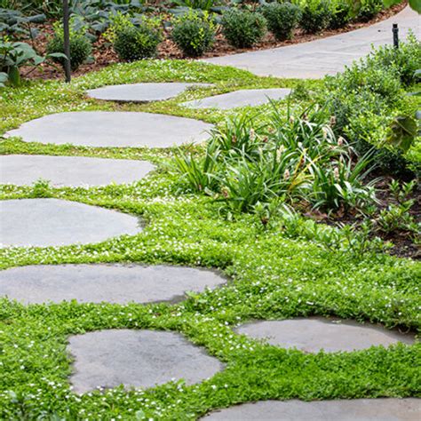 Groundcovers For Shade Abc Gardening Australia Magazine