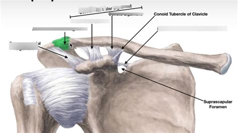 Acromioclavicular Joint Diagram Quizlet